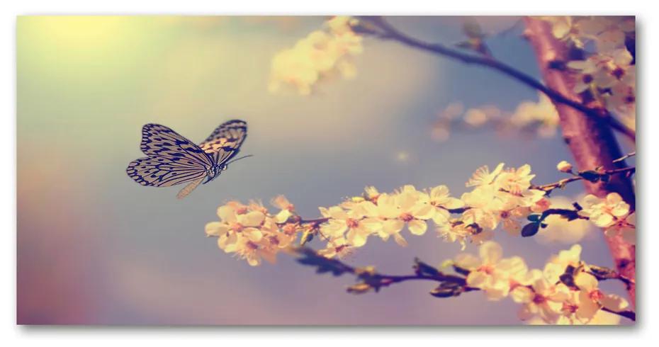 Wallmuralia Foto-obraz fotografie na skle Květ viště a motýl 100x50 cm