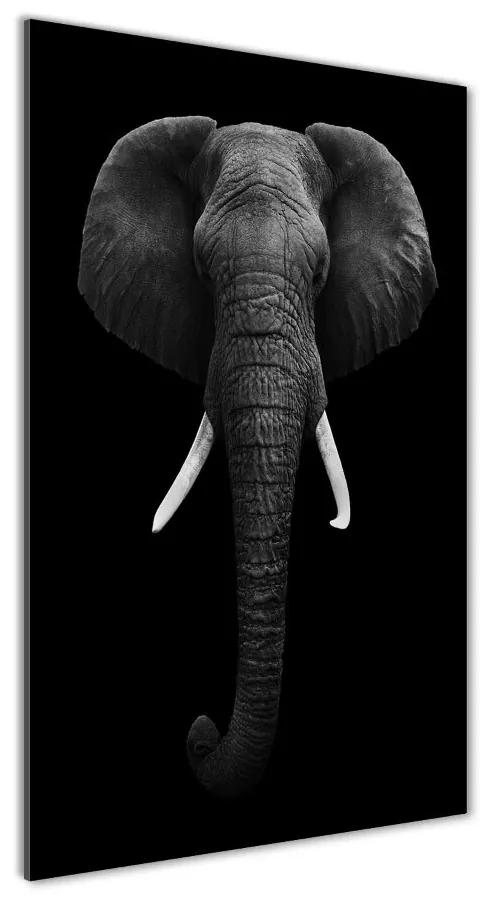 Wallmuralia Vertikální Fotoobraz na skle Africký slon 50x100