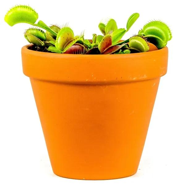 Pokojová rostlina Dionaea, průměr 6 cm