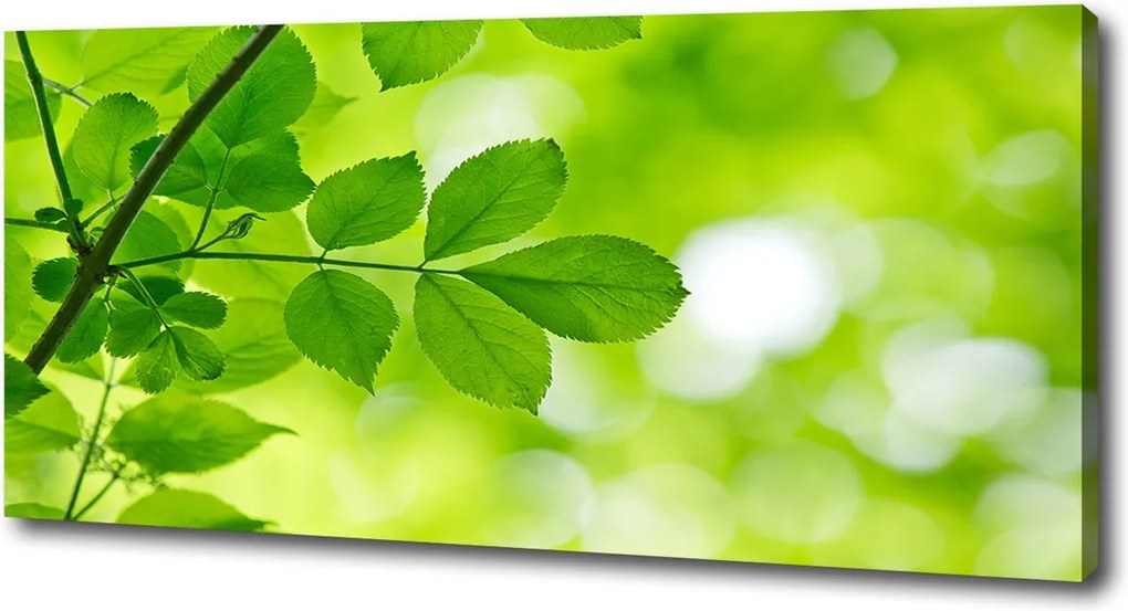 Foto obraz tištěný na plátně Zelené listí