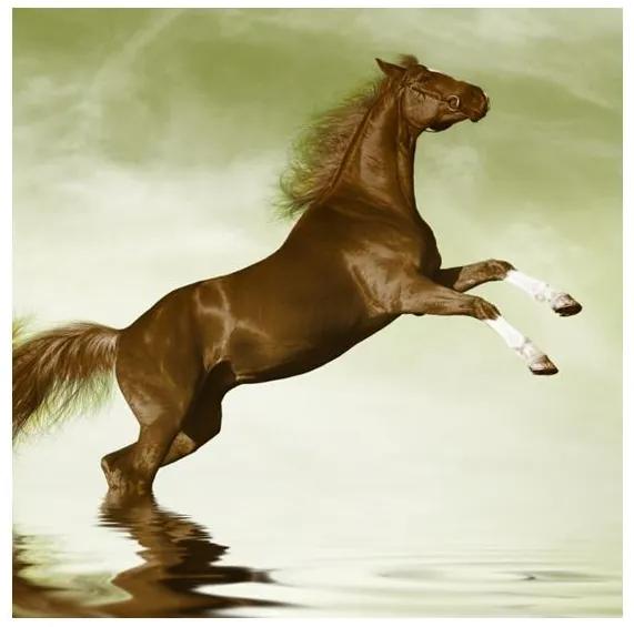 Obraz hnědého koně na zadních  (30x30 cm), 40 dalších rozměrů