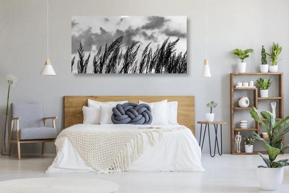Obraz tráva v černobílém provedení - 120x60 cm
