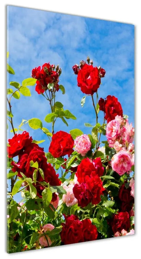 Wallmuralia Vertikální Foto obraz sklo tvrzené Divoká růže 50x100