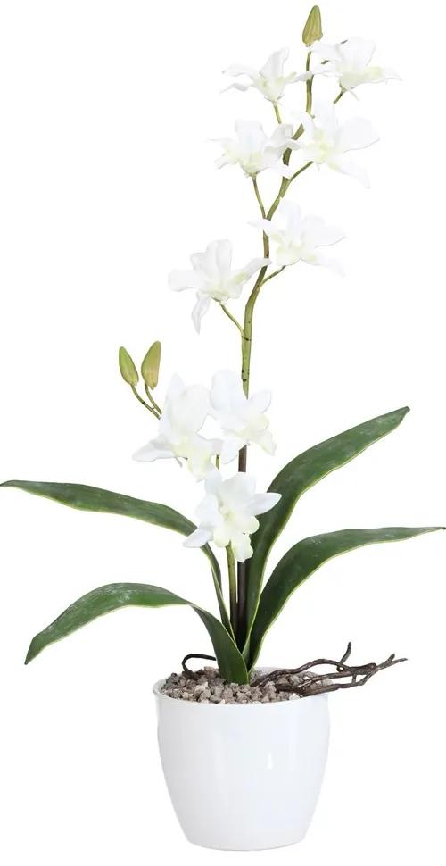 Gasper Orchidej Dendrobie 60 cm vč.keram.obalu