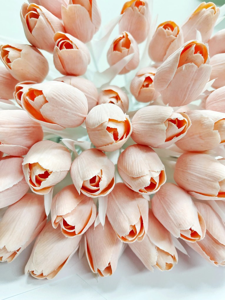 TULIPÁN CORAL WHITE, BÍLÝ STONEK