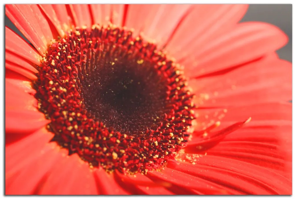 Obraz Gerbera , vícedílný