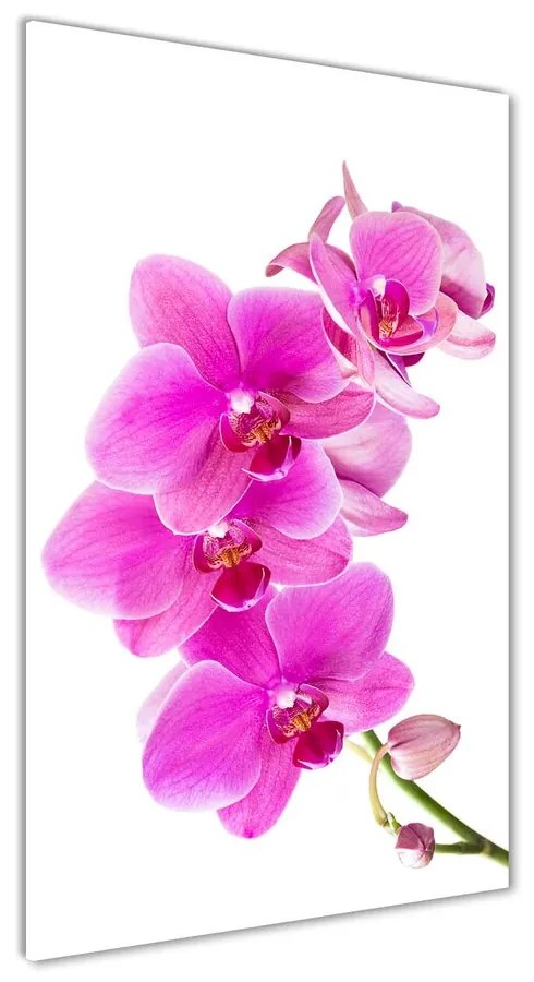 Wallmuralia Foto obraz akrylové sklo Růžová orchidej 60x120 cm
