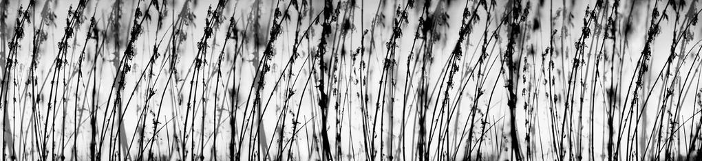 DIMEX | Fototapeta do kuchyně Černobílá tráva KI-260-137 | 260 x 60 cm | černobílá