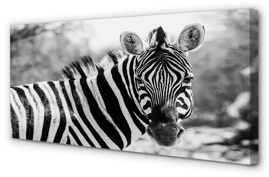 Obrazy na plátně retro zebra 100x50cm