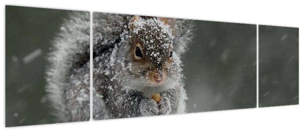 Obraz - Veverka v zimě (170x50 cm)
