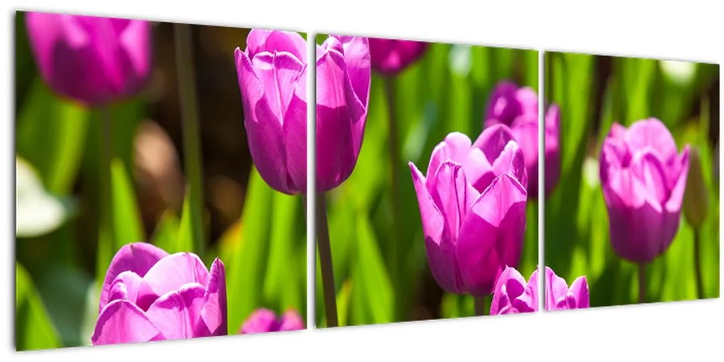Obraz tulipánů na louce (120x40 cm), 40 dalších rozměrů