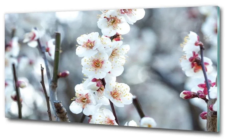 Wallmuralia Foto obraz sklo tvrzené Květy višně 100x50