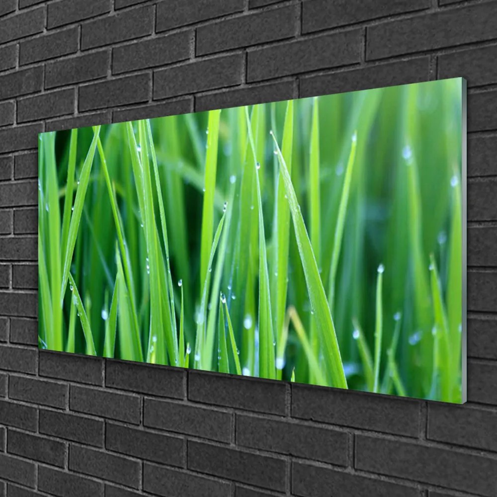Obraz na skle Tráva Kapky Rostlina Příroda 120x60 cm