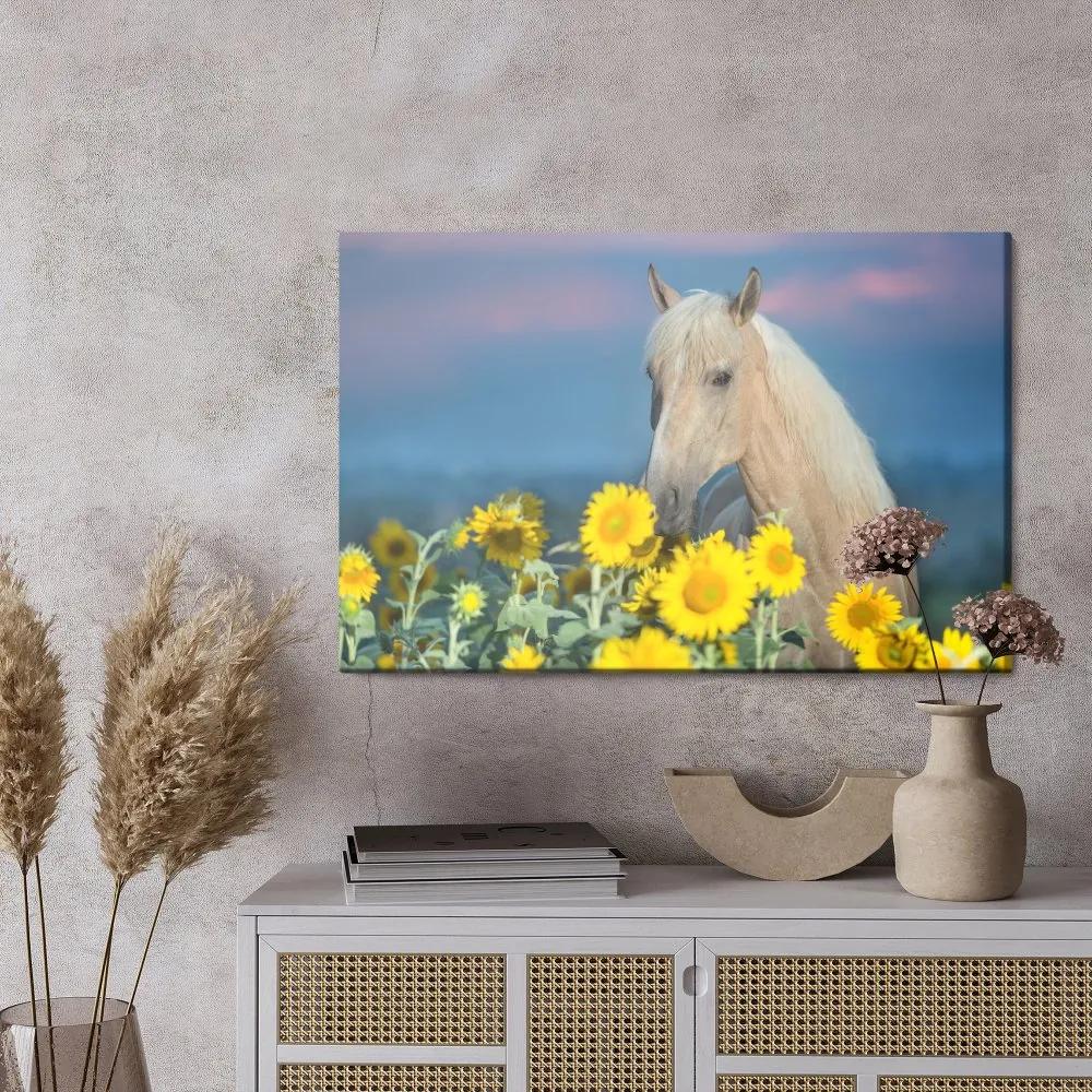 Obraz Kůň A Slunečnice Nedostatek Nedostatek Přírodní plátno 40x30
