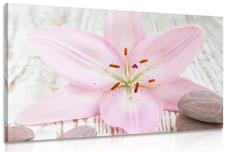 Obraz růžová lilie a Zen kameny