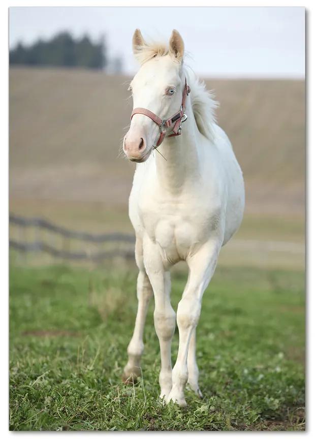 Wallmuralia Moderní akrylový fotoobraz Kůň albín 70x100 cm