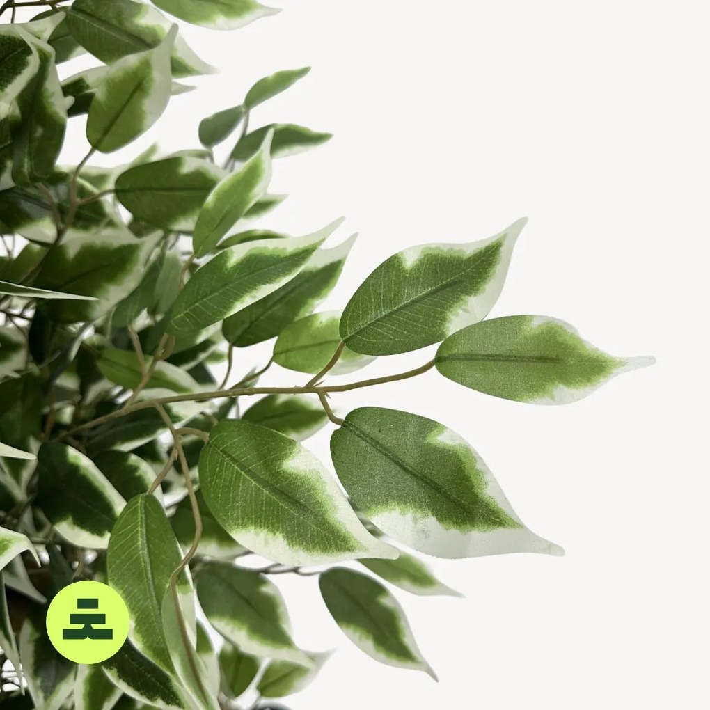 Umělý Ficus Twilight 160 cm