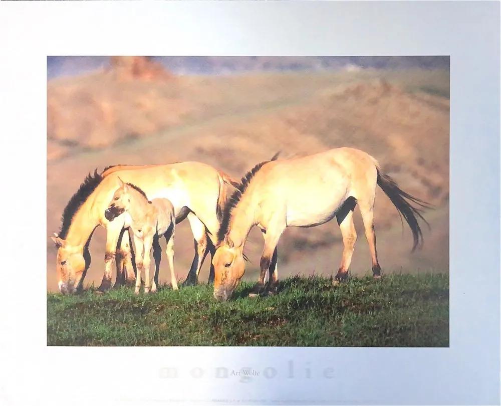 Postershop Obrazová reprodukce: Art Wolfe - Horses - 24x30cm