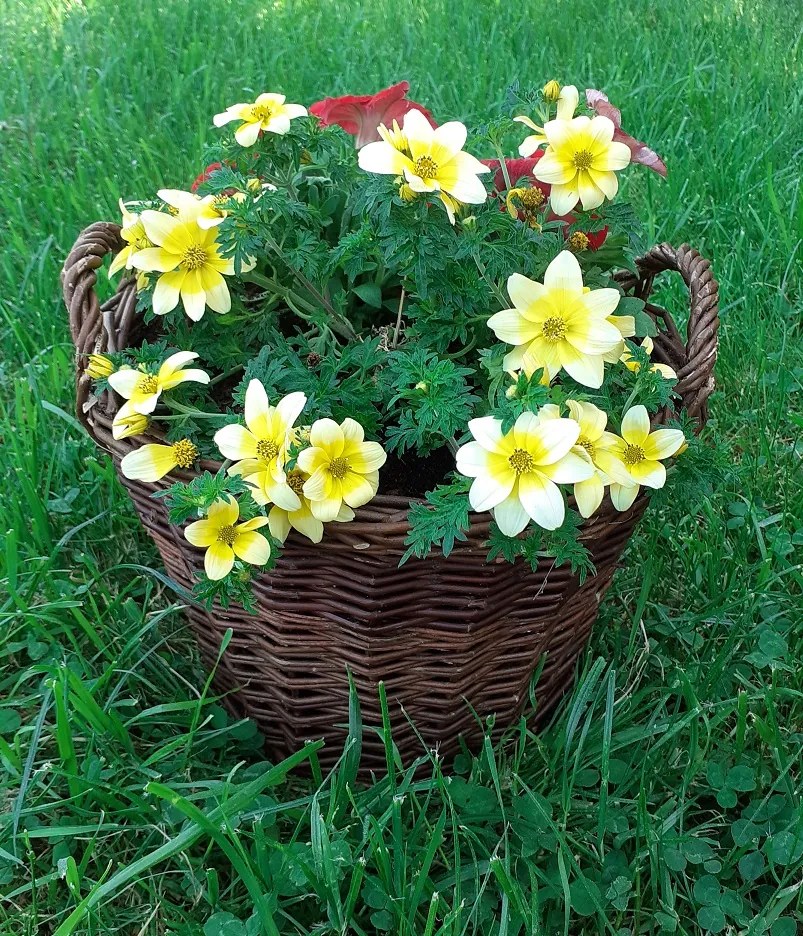 HRADIL Proutěný obal na květináč kulatý s fólií průměr 30 cm