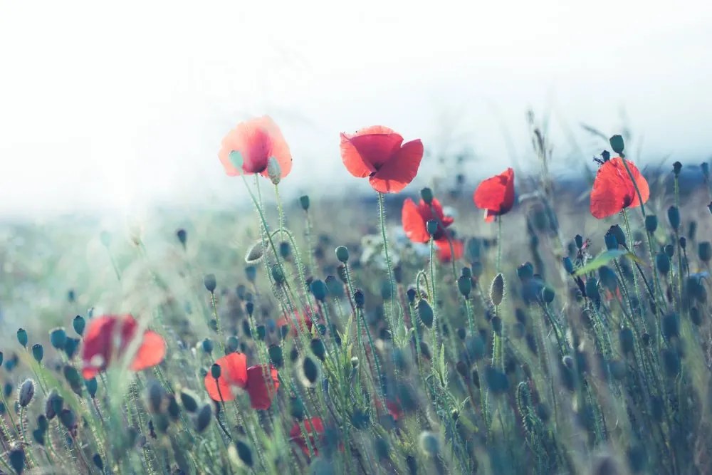 Fototapeta Poppy Field Hladký vinyl 152.5x104