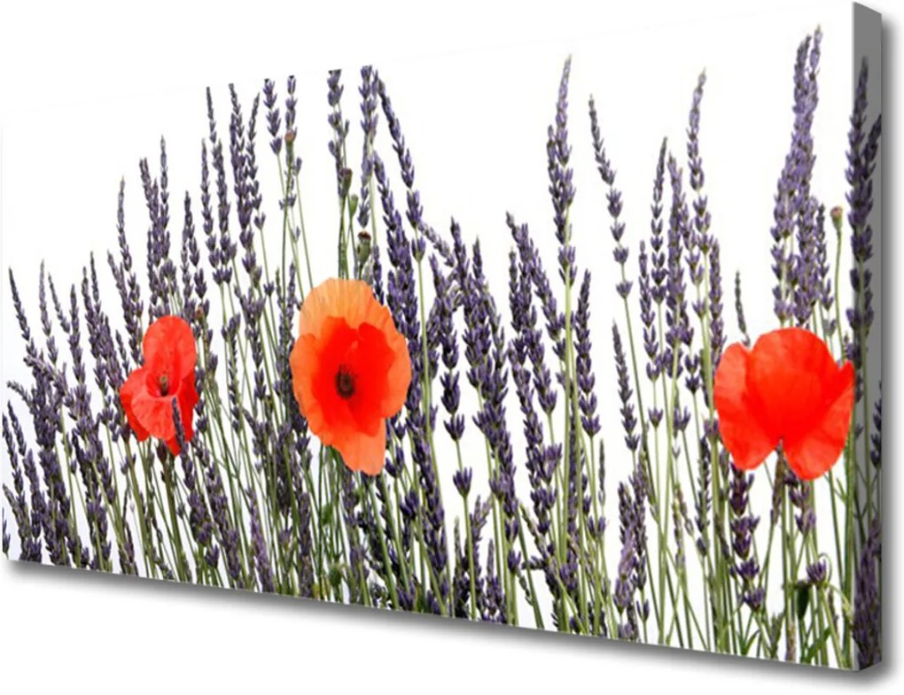 Obraz Canvas Květiny Máky Pole Trávy