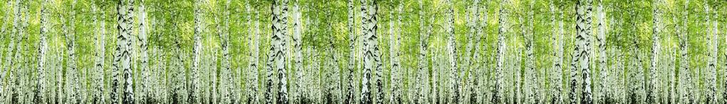DIMEX | Fototapeta do kuchyně Jarní březový háj KI-420-193 | 420 x 60 cm | zelená, černá, bílá