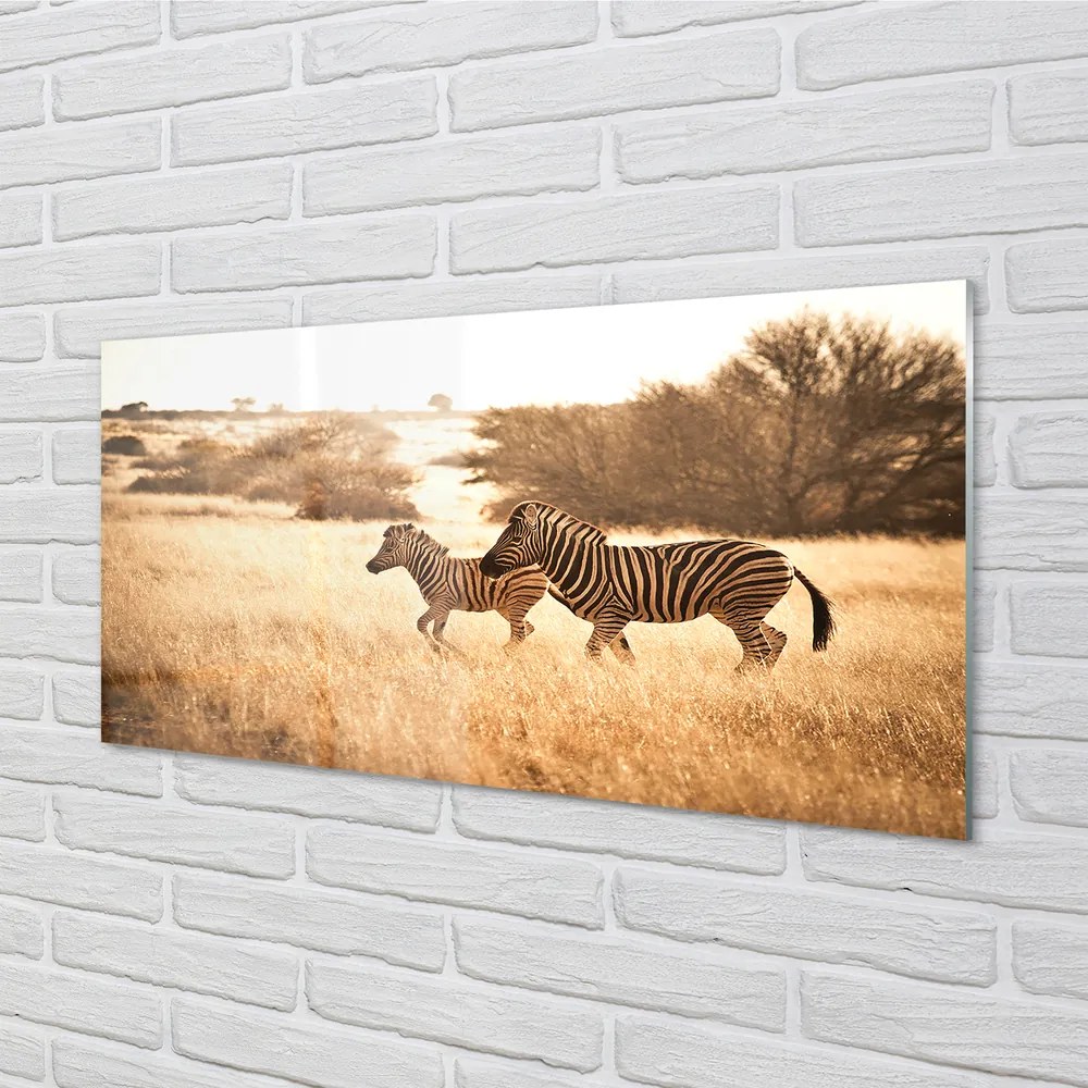 akrylový obraz Zebra pole sunset 125x50 cm
