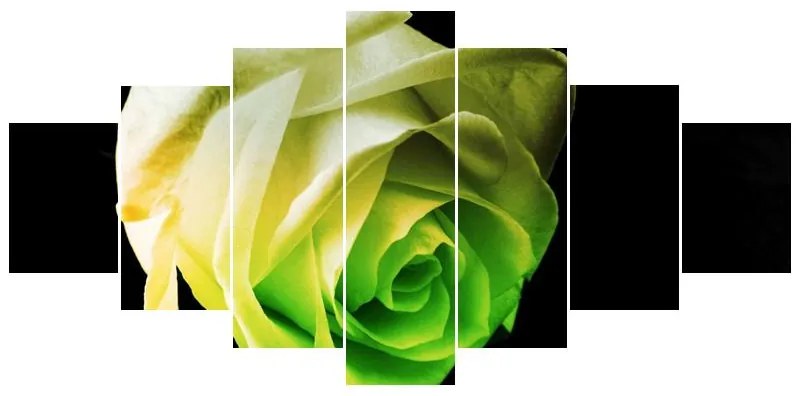 Obraz zelené růže  (210x100 cm), 40 dalších rozměrů