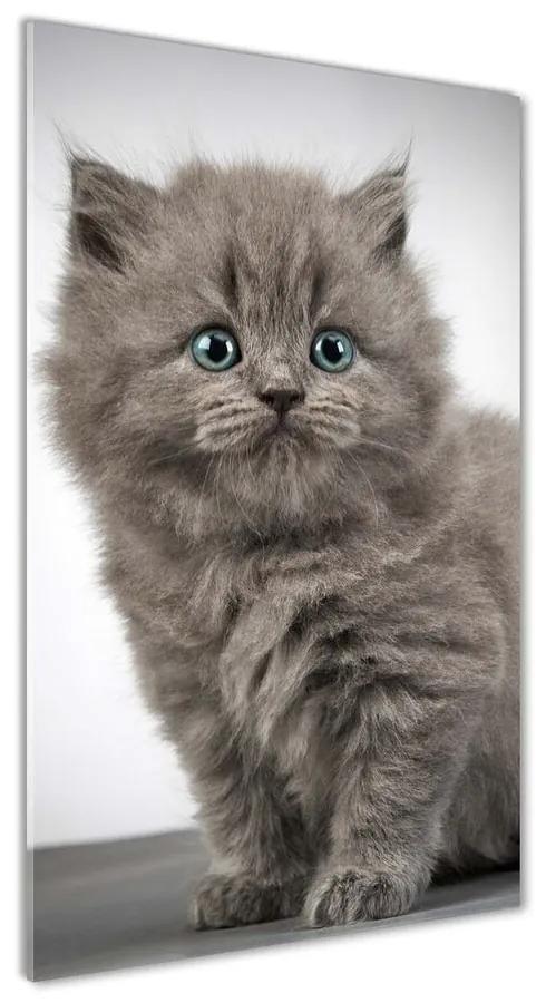Wallmuralia Foto obraz akrylový Šedá a britská kočka 50x100 cm