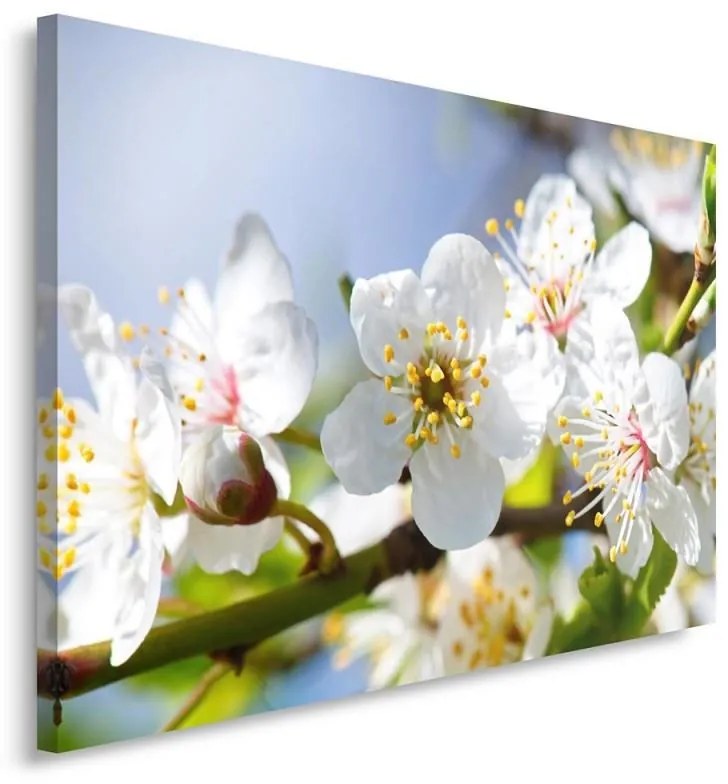 CARO Obraz na plátně - Blossoming Branch 3 80x60 cm