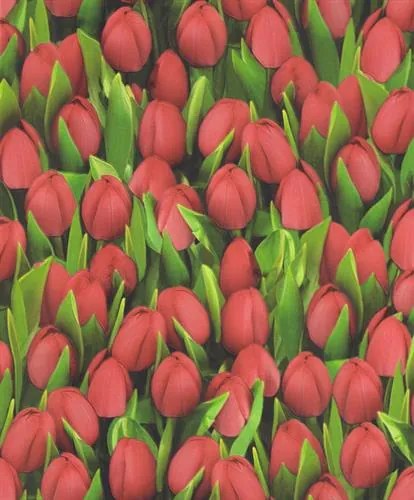 Vinylové tapety na zeď Allure tulipány červené
