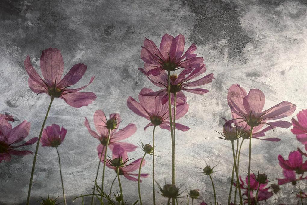 DIMEX | Samolepicí vliesová fototapeta na zeď Abstrakt fialové květy MA-5-0363 | 375 x 250 cm | vícebarevná, fialová, šedá