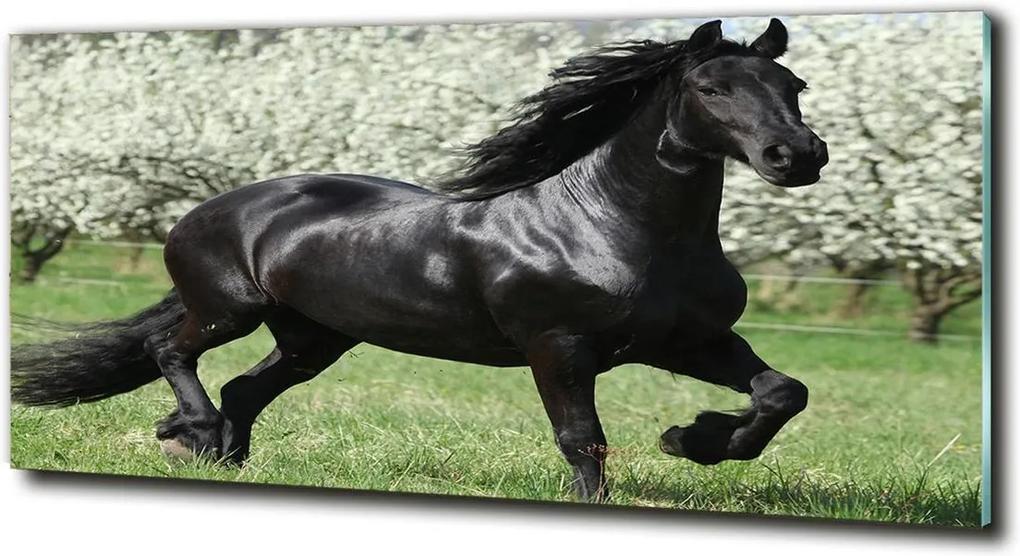 Foto obraz sklo tvrzené Černý kůň květiny