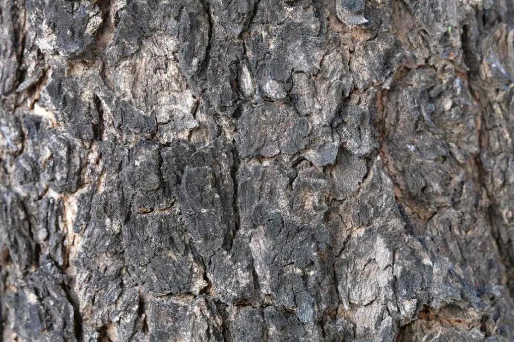 DIMEX | Samolepicí vliesová fototapeta na zeď Detail textury stromu MA-5-2343 | 375 x 250 cm | černá, šedá