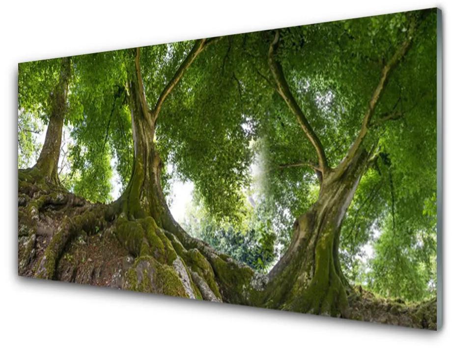 Plexisklo-obraz Stromy Rostlina Příroda 120x60 cm