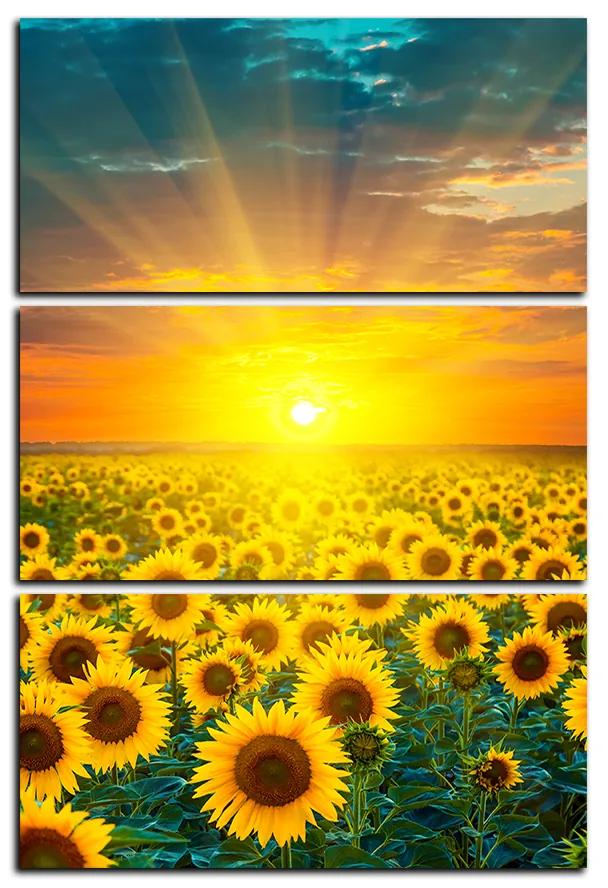 Obraz na plátně - Slunečnicová pole při západu slunce - obdélník 7199B (120x80 cm)