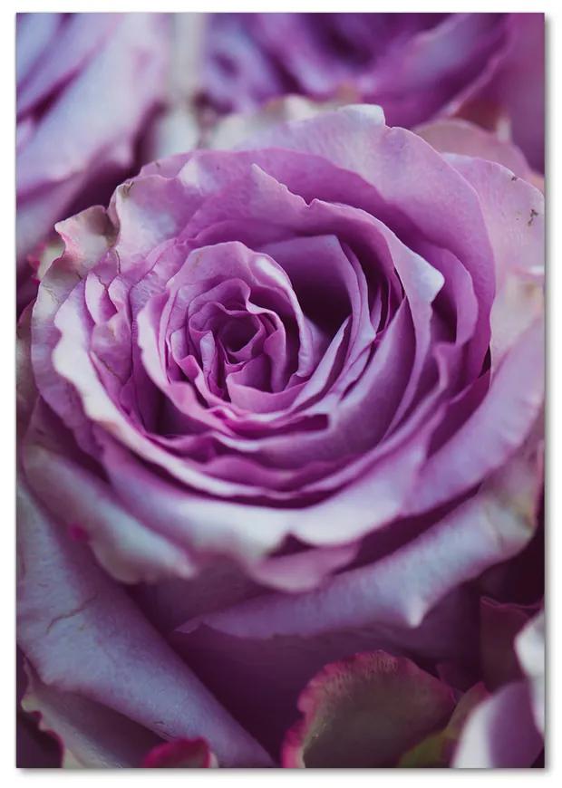 Wallmuralia Foto obraz akryl do obýváku Fialové růže 70x100 cm