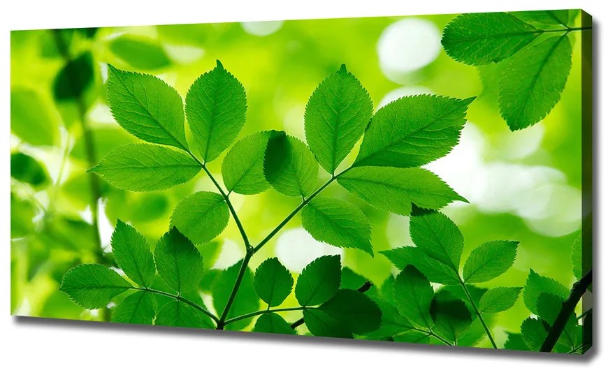 Wallmuralia Foto-obraz canvas do obýváku Zelené listí 120x60 cm