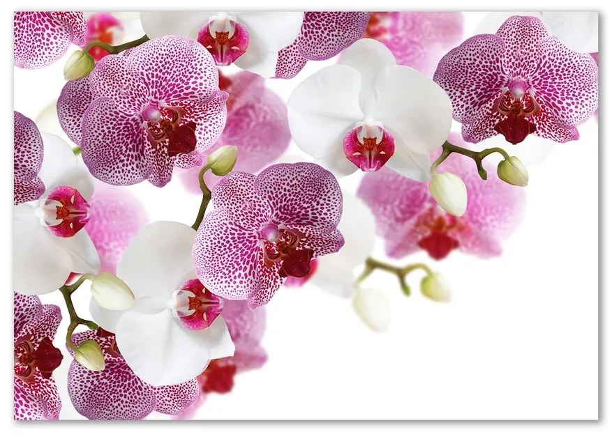 Wallmuralia Foto obraz sklo tvrzené Orchidej 100x70 cm