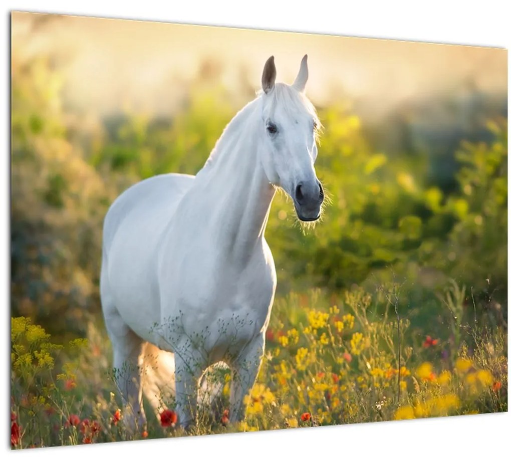 Obraz bílého koně na louce (70x50 cm)
