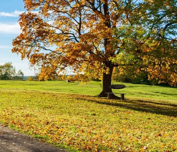 Zider Závěsná houpačka - Star 100 černá