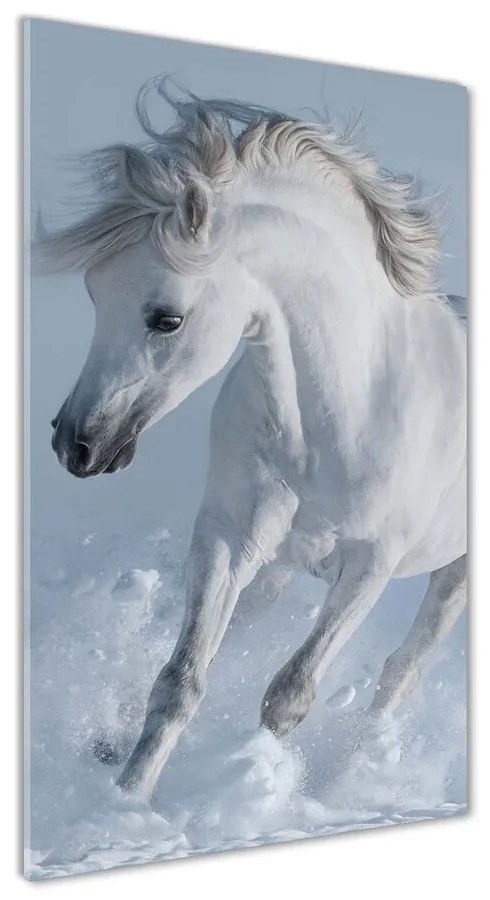 Wallmuralia Fotoobraz na skle Bílý kůň cval 50x100 cm