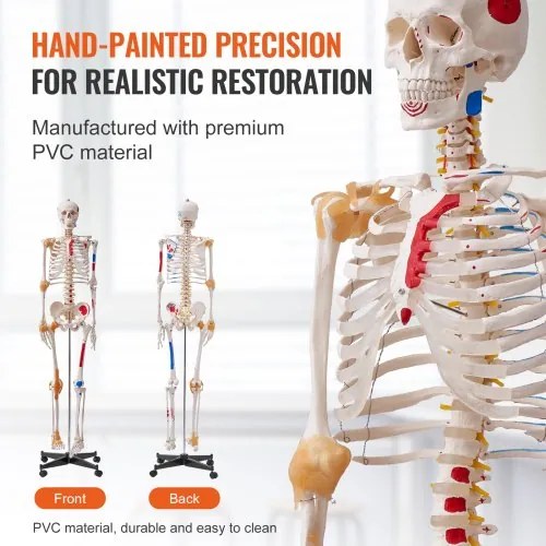 Model lidské kostry pro anatomii, 182 cm životní velikost