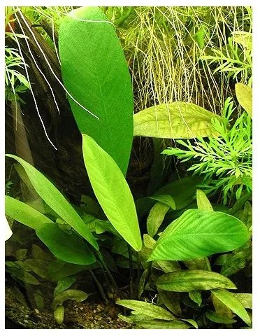 Anubias congensis