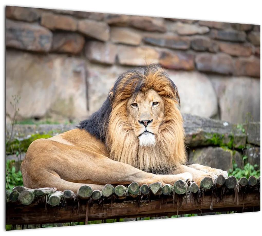 Skleněný obraz lva (70x50 cm)