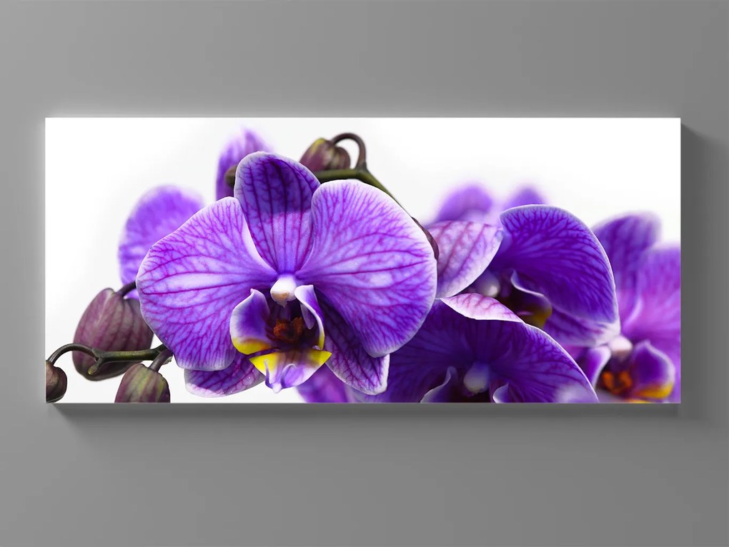 Obraz na plátně fialová orchidej Rozměr: 150 x 65 cm