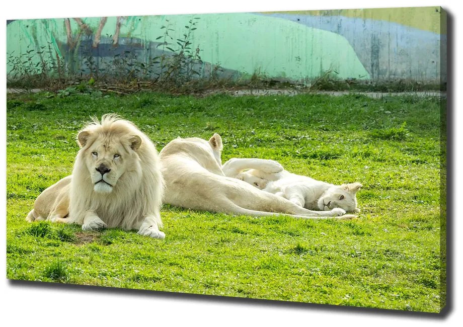 Wallmuralia Foto obraz na plátně Béžové lvy 100x70 cm