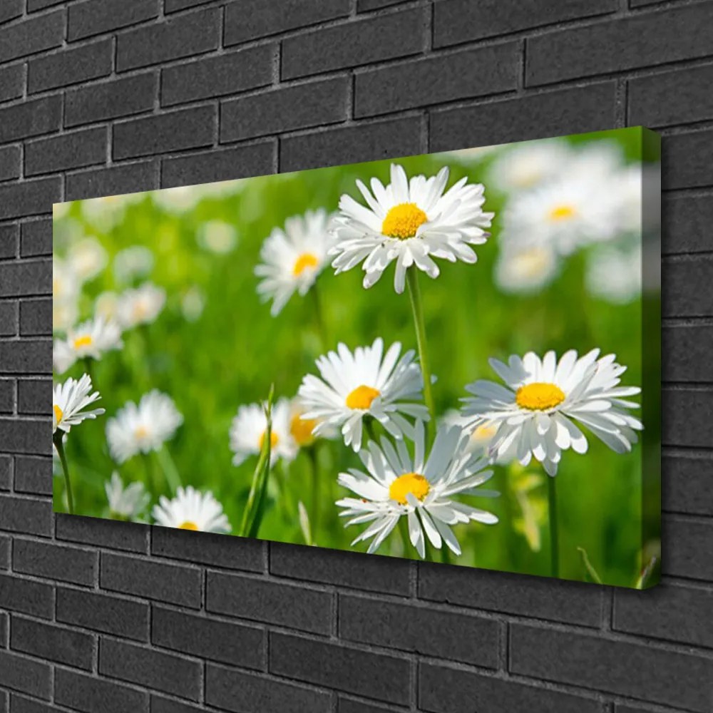 Obraz na plátně Sedmikráska Květ Rostlina 125x50 cm
