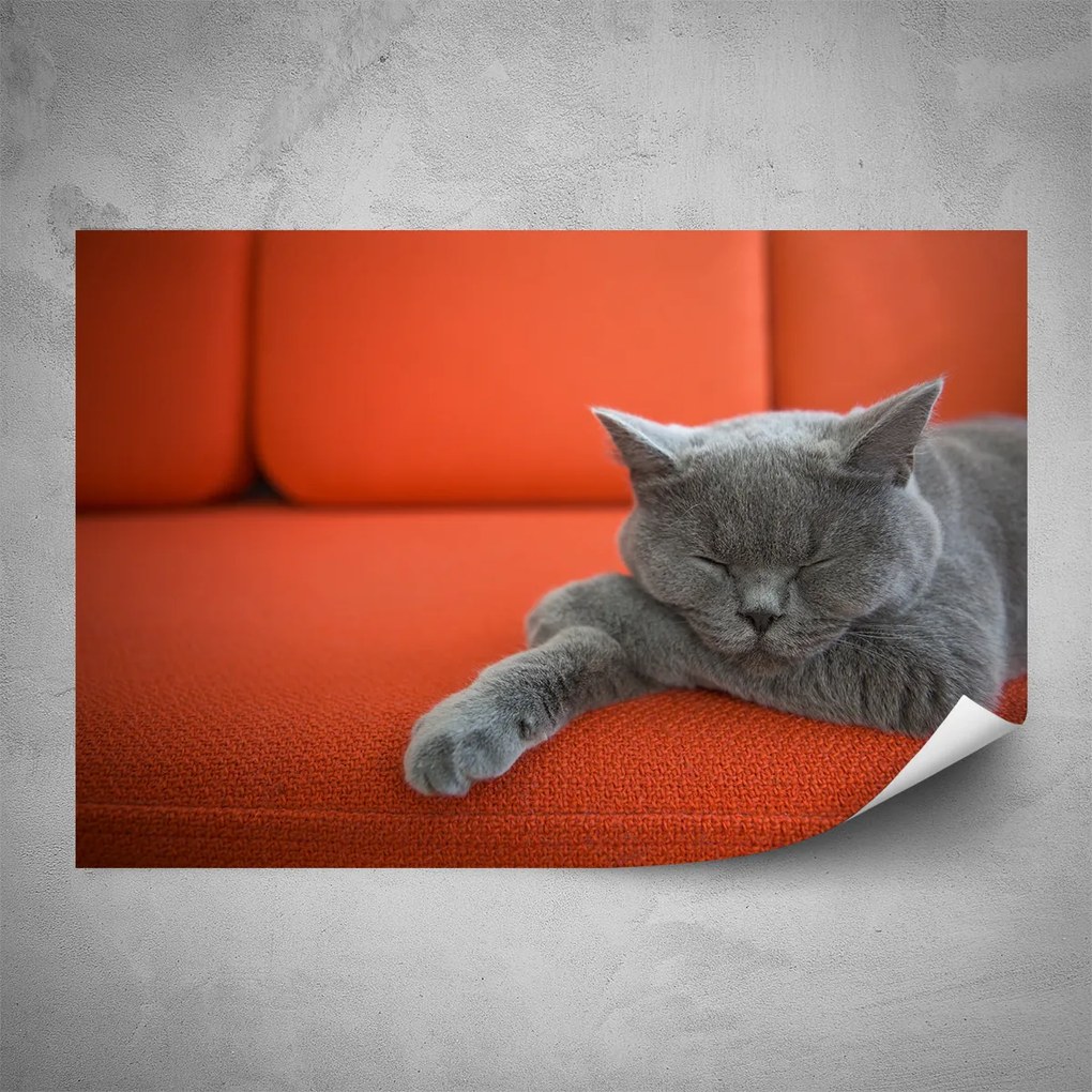 Plakát - Britská modrá kočka (60x40 cm) - PopyDesign