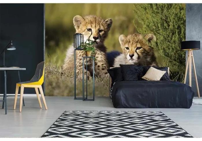 DIMEX | Samolepicí vliesová fototapeta na zeď Gepardi MA-5-0229 | 375 x 250 cm | zelená, béžová, černá